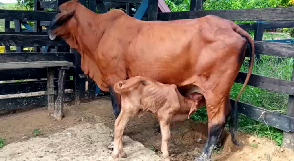 Efectos del síndrome de la vaca gorda en las crías de ganado de carne ...